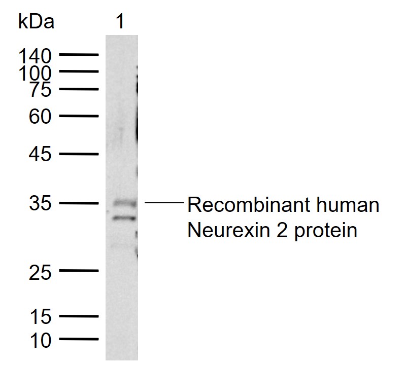Neurexin 2 Polyclonal Antibody – Bioss
